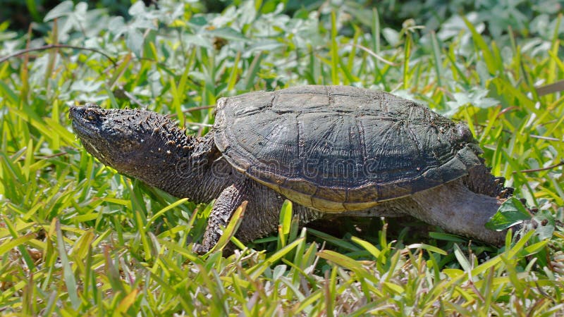 Snapping turtle stock photo. Image of animal, common - 29469828
