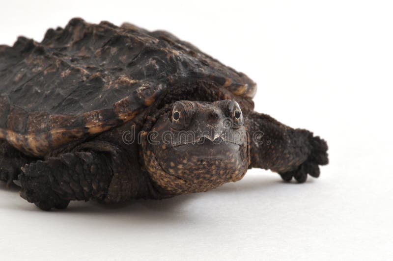 Snapping Turtle Head stock image. Image of house, hide - 5570387