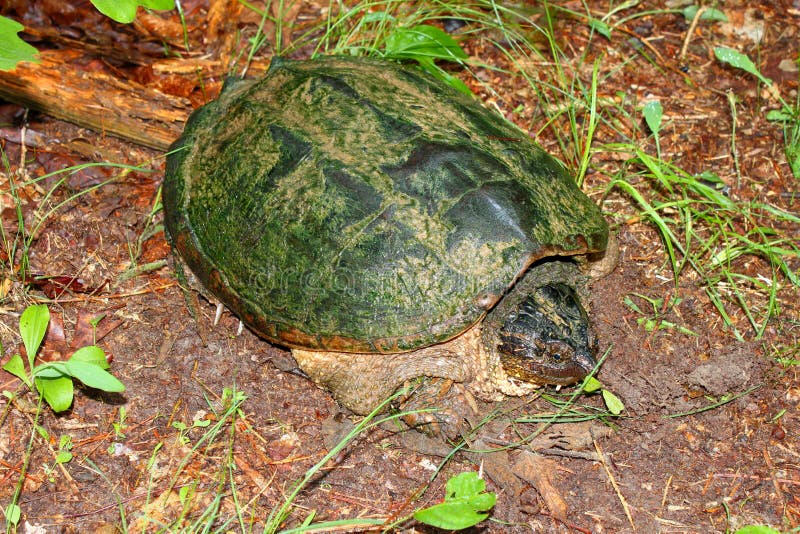 Snapping Turtle (Chelydra Serpentina) Stock Photo - Image of natural ...