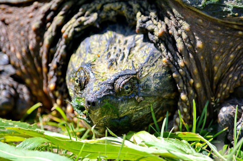 Snapping Turtle Along a Trail Stock Image - Image of summer, reptile ...