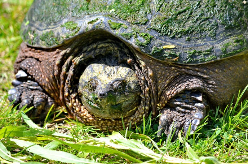 Snapping Turtle Along a Trail Stock Image - Image of beautiful, grass ...
