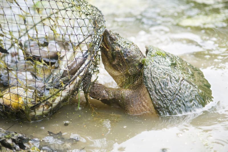 Snapping Turtle Attacking Fish Basket Stock Photo - Image of turtle ...