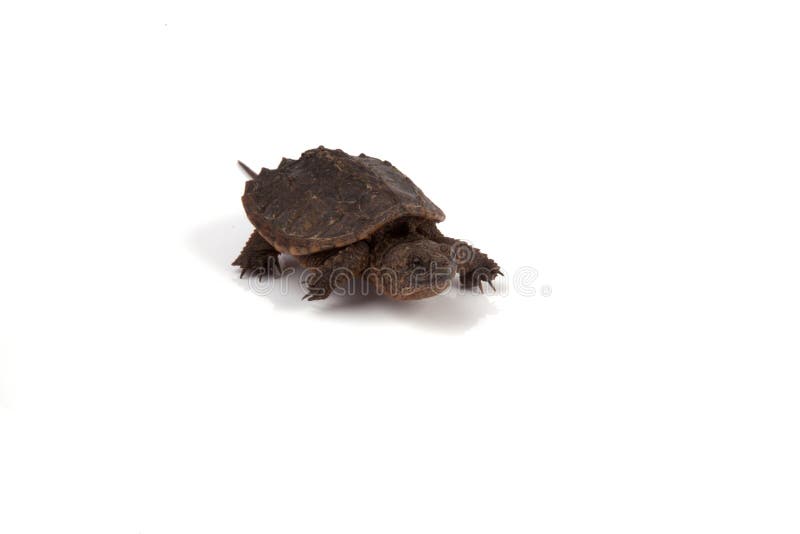 161 Baby Snapping Turtle Stock Photos - Free & Royalty-Free Stock ...