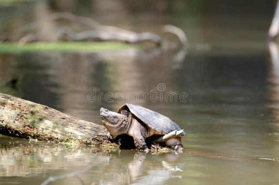 Snapping Turtle Basking in the Sun Stock Photo - Image of chelydra ...