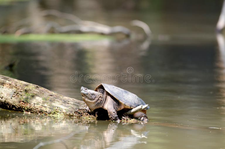 Snapping Turtle Basking in the Sun Stock Photo - Image of chelydra ...