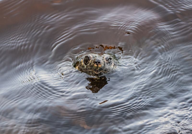 Snapping Turtle Eye and Nose Stock Image - Image of rainy, profile ...