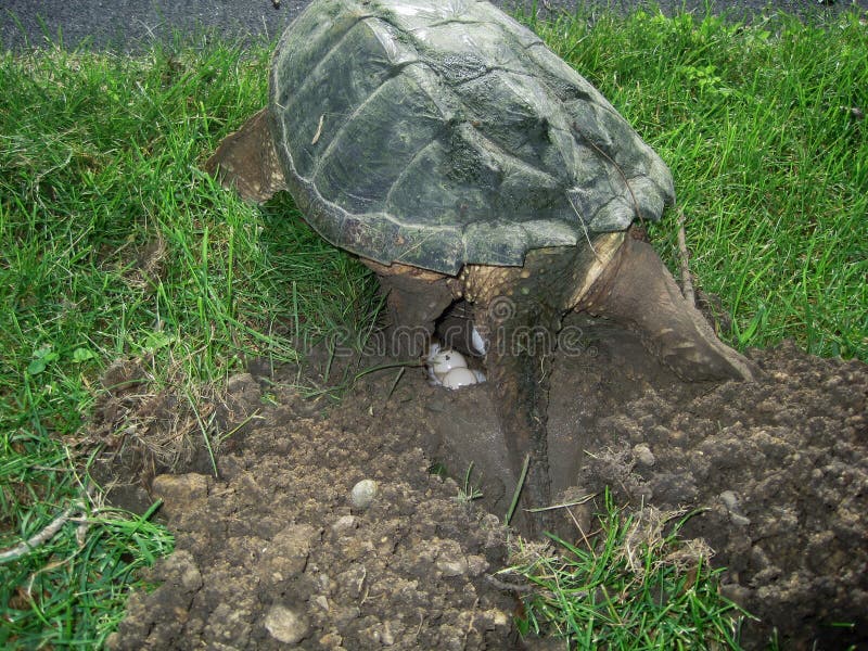 Snapping Turtle, Chelydra S. Serpentina, Laying Eggs Stock Photo ...