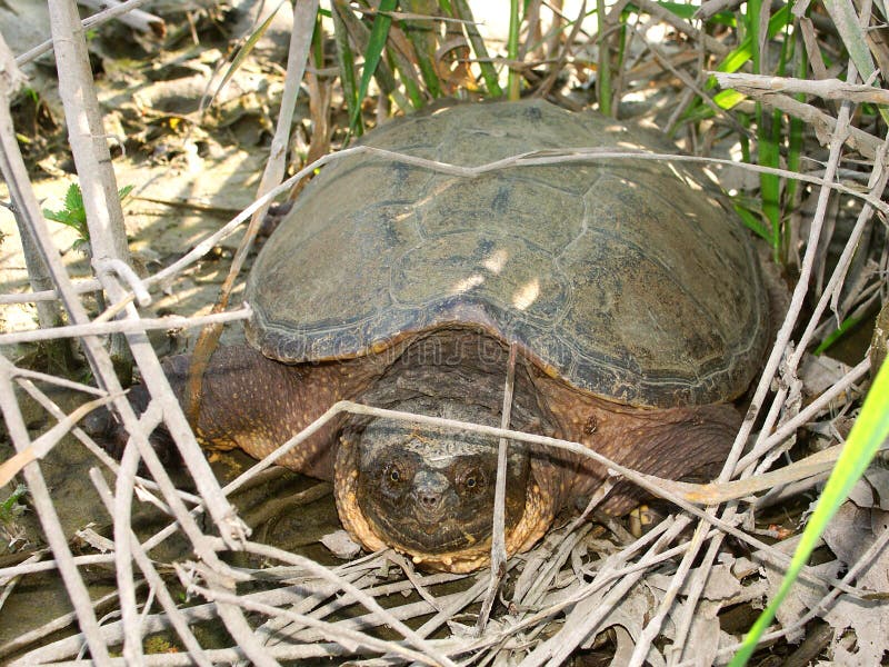 Snapping Turtle (Chelydra Serpentina) Stock Image - Image of macro ...