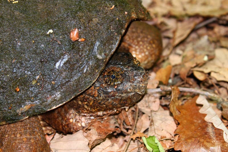 Snapping Turtle (Chelydra Serpentina) Stock Image - Image of monte ...