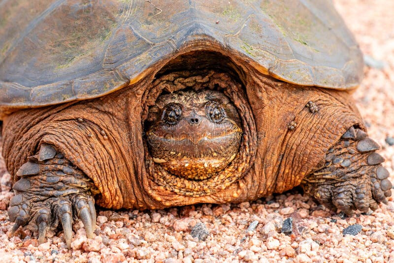Snapping Turtle (Chelydra Serpentina) on a Gravel Road Stock Image ...