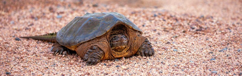 Snapping Turtle (Chelydra Serpentina) on a Gravel Road Stock Photo ...