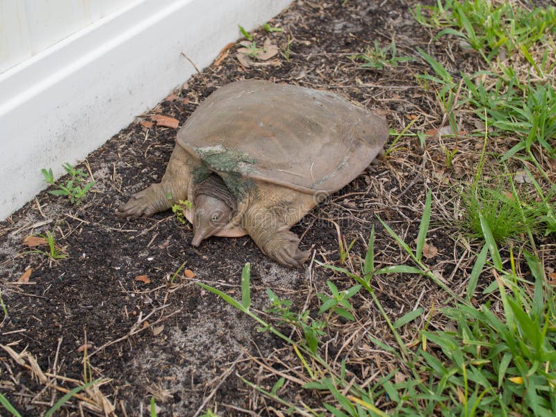 Why Did the Florida Snapping Turtle Cross the Road Stock Photo - Image ...