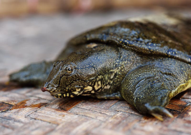 Snapping turtle stock image. Image of pond, reptile, snapping - 49446609