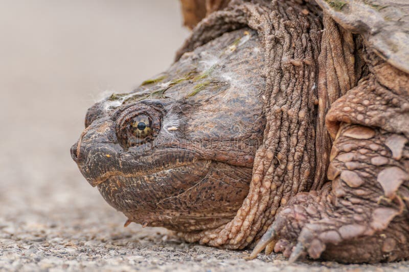 Snapping Turtle. stock image. Image of snapping, nature - 41630493