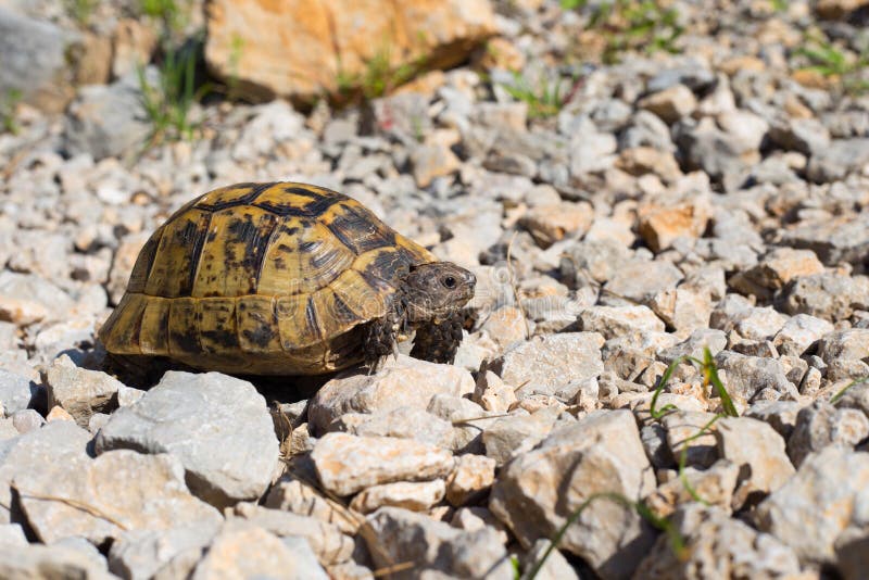 Snapping Turtle stock image. Image of mouth, bumpy, food - 67940261