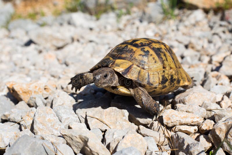 Snapping Turtle Tail Stock Photos - Free & Royalty-Free Stock Photos ...