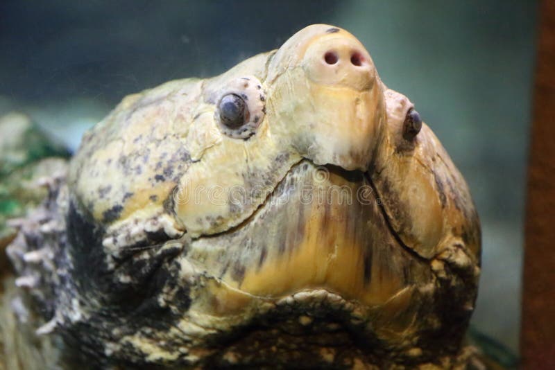 Snapping Turtle stock image. Image of reptile, herp, pond - 55347253
