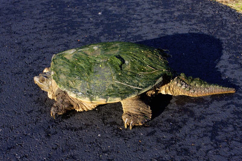 Snapping Turtle 800144 stock image. Image of road, asphalt - 194830357
