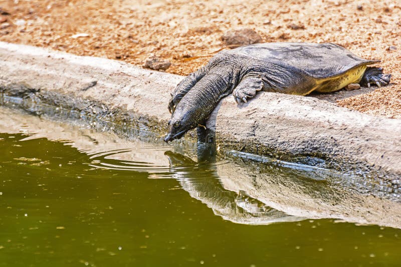 392 Scary Turtle Stock Photos - Free & Royalty-Free Stock Photos from ...