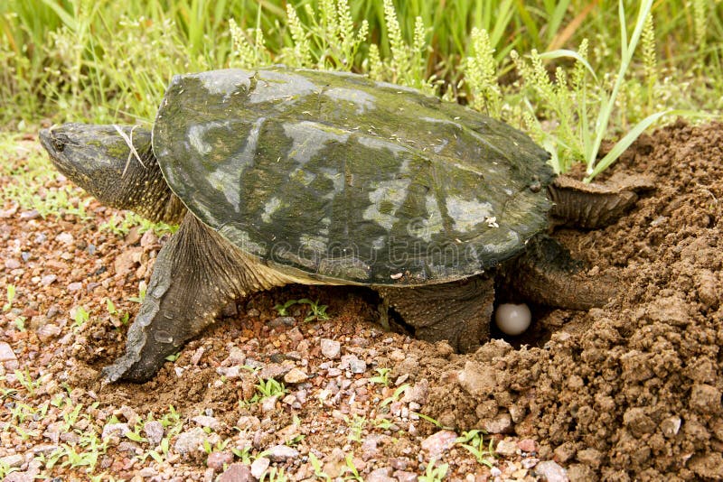 Snapping turtle eggs stock image. Image of mother, reptile - 31625409