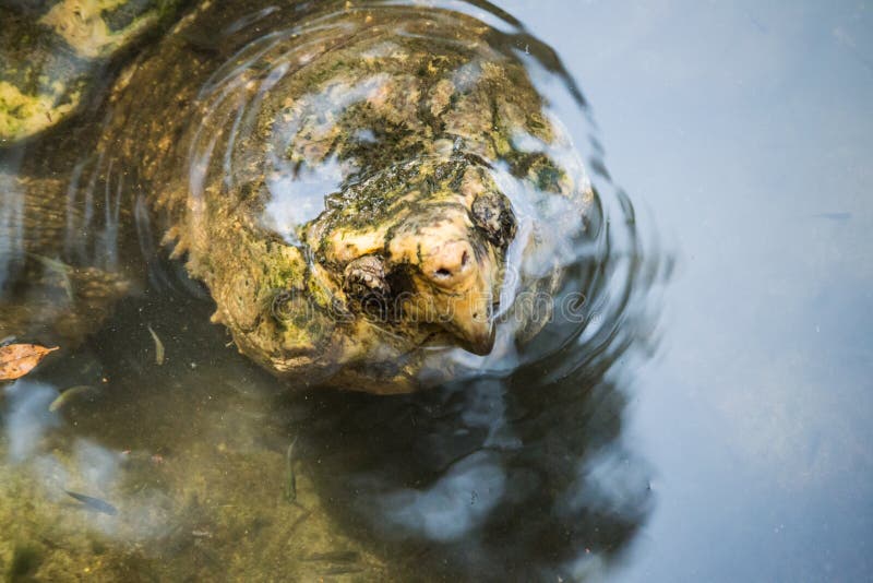 Snapping Turtle Face stock image. Image of shell, turtles - 32801675
