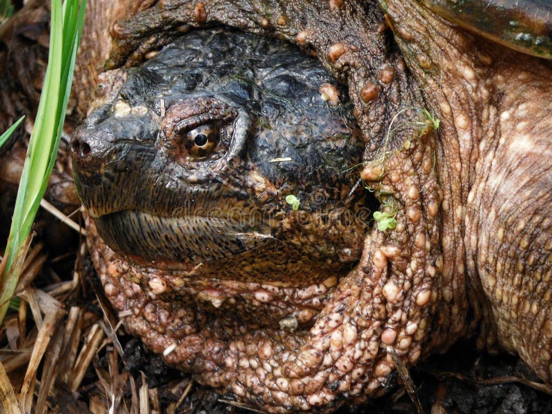 Snapping Turtle stock image. Image of river, fresh, turtle - 31194143