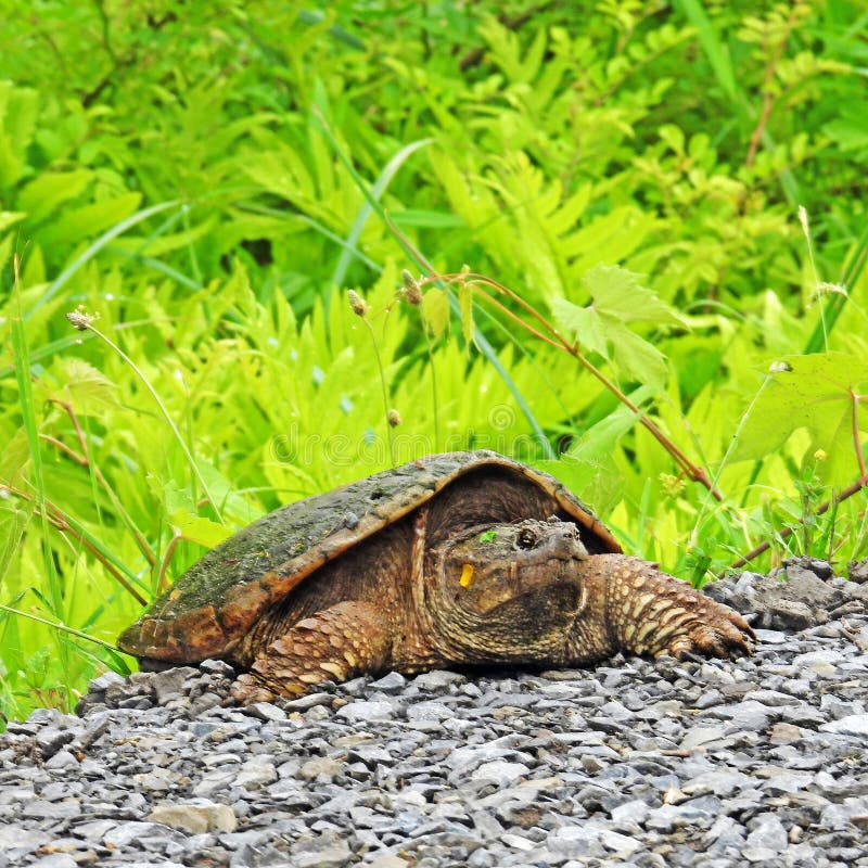 Snapping Turtle Female Leaves Swamp To Lay Eggs Stock Photo - Image of ...