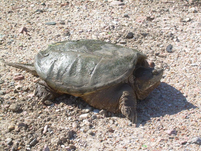 Snapping Turtle stock image. Image of tail, rivers, green - 81940067