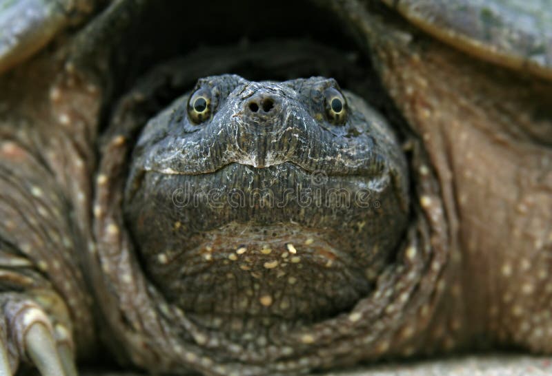 252 Back Toes Head Stock Photos - Free & Royalty-Free Stock Photos from ...