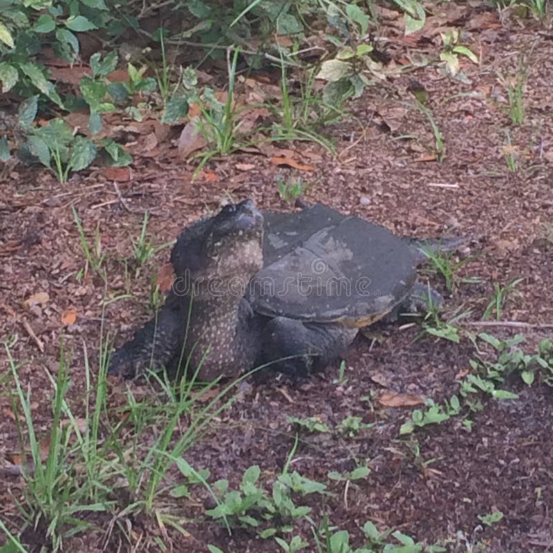 Florida Snapping Turtle Stock Photos - Free & Royalty-Free Stock Photos ...