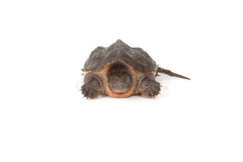 172 Snapping Turtle White Stock Photos - Free & Royalty-Free Stock ...