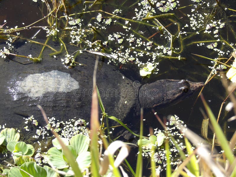 Snapping Turtle Just Floating Still in the Water Stock Photo - Image of ...