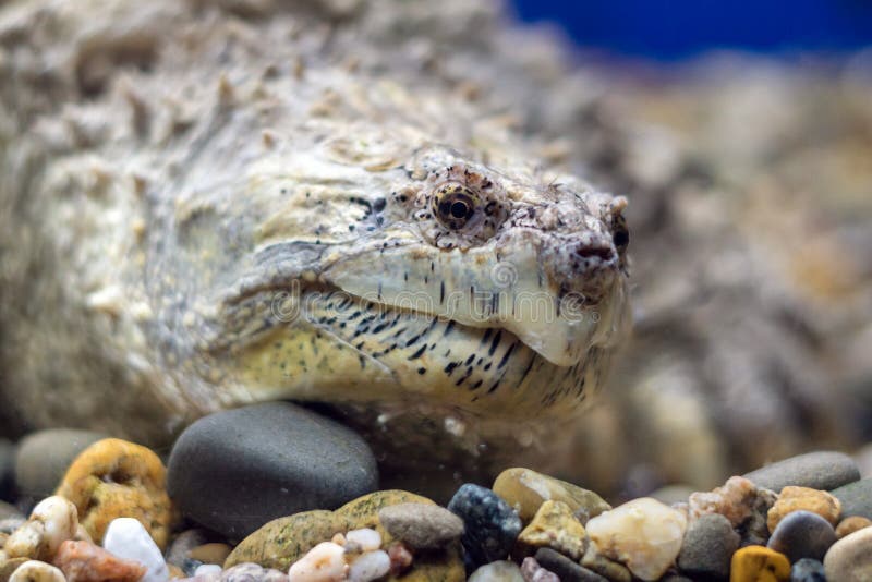 A Snapping Turtle with Large Claws on the Gravel in the Water Stock ...