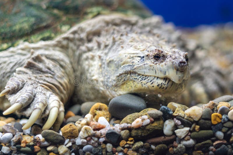 Turtle claws stock photo. Image of open, forest, turtle - 69996492
