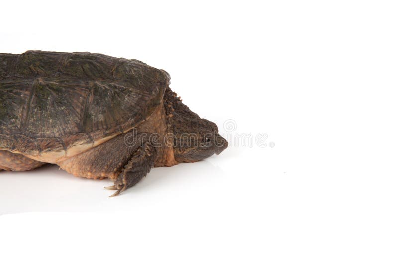 172 Snapping Turtle White Stock Photos - Free & Royalty-Free Stock ...
