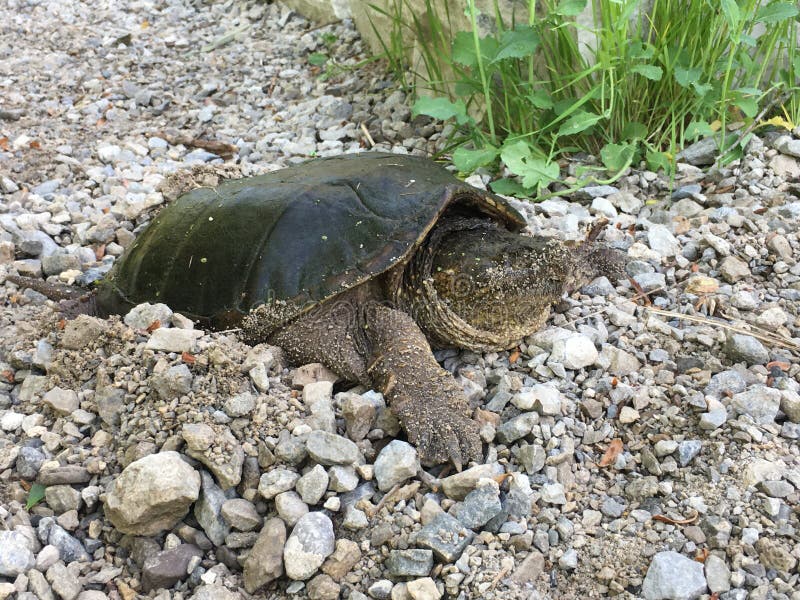 143 Snapping Turtle Eggs Stock Photos - Free & Royalty-Free Stock ...