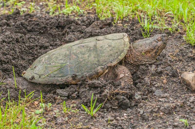 133 Snapping Turtle Eggs Photos - Free & Royalty-Free Stock Photos from ...