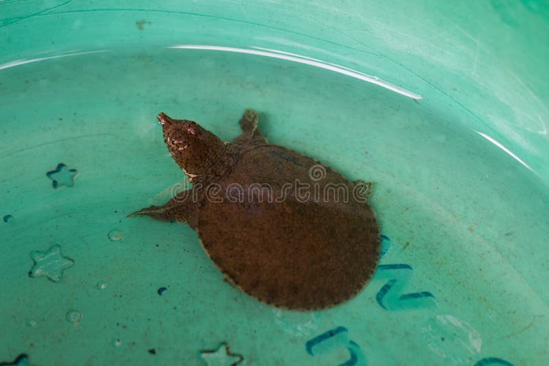 Snapping turtle stock image. Image of snapping, littel - 72363577