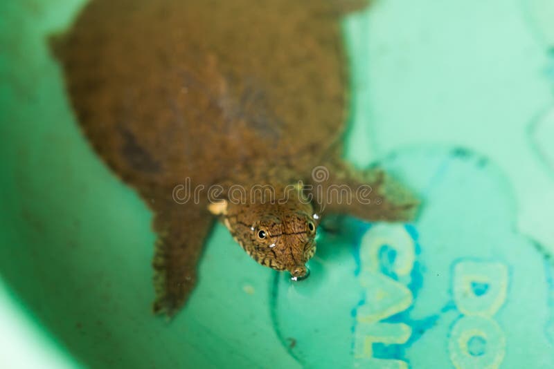 Snapping turtle stock photo. Image of animal, lovely - 72363868