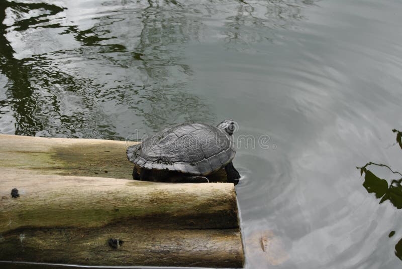 Snapping turtle on a log stock photo. Image of shell - 88058374
