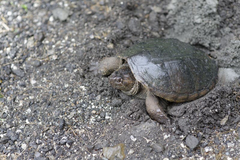 Snapping turtle stock photo. Image of aquatic, terrapins - 31628930