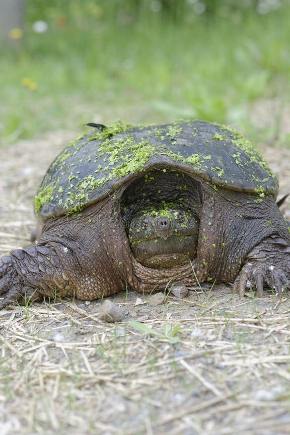 Snapping turtle stock photo. Image of snapper, testudines - 31628948
