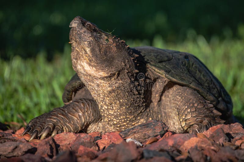 Snapping Turtle Lounging on Rocks Stock Image - Image of looking, lava ...