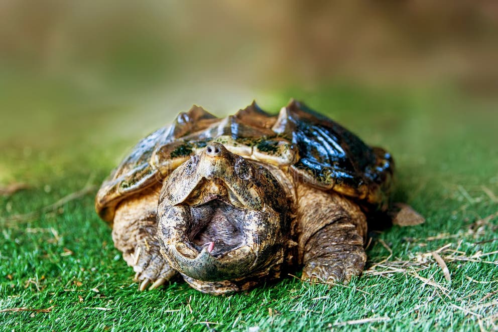 Snapping Turtle with Mouth Open Stock Image - Image of wide, bite: 59903385