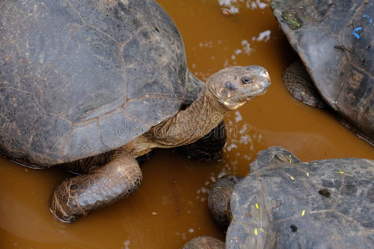 Snapping Turtle Under Water Stock Photos - Free & Royalty-Free Stock ...