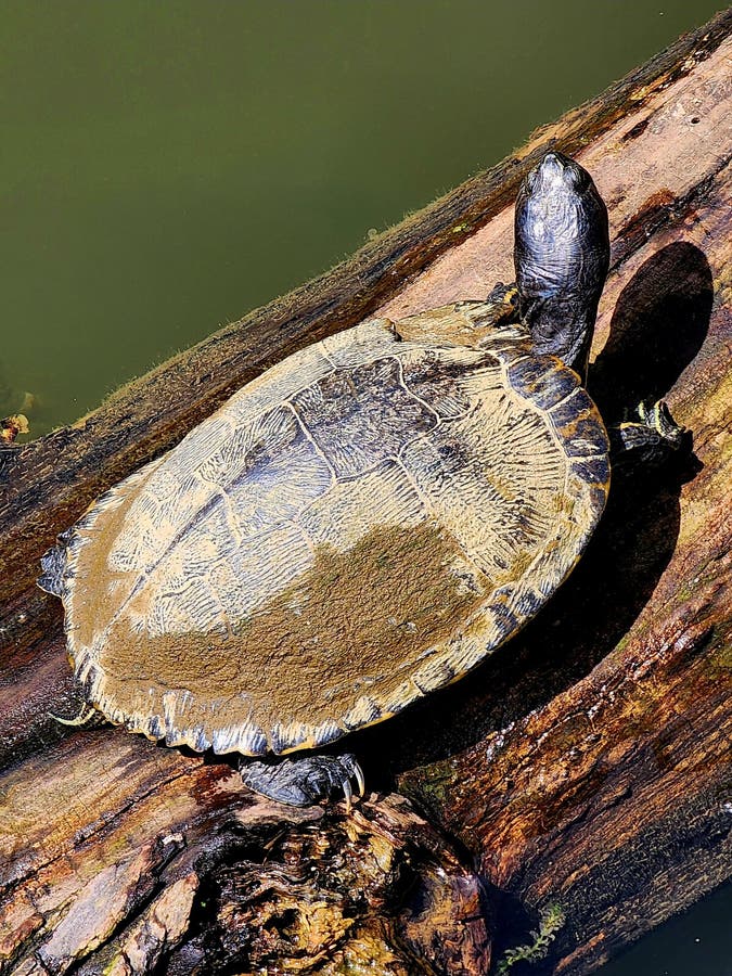 Snapping Turtle Nature Scenic Abstract Art Stock Image - Image of ...