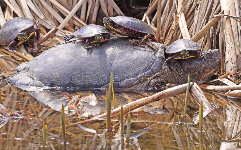 Painted turtles stock image. Image of sale, handmade - 24027459