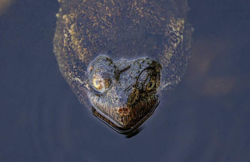 A Snapping Turtle Poking Its Head Out of the Water in Ottawa, Canada ...