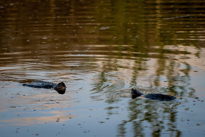 Tow Snapping Turtles in a Pond Stock Photo - Image of male, ripple ...