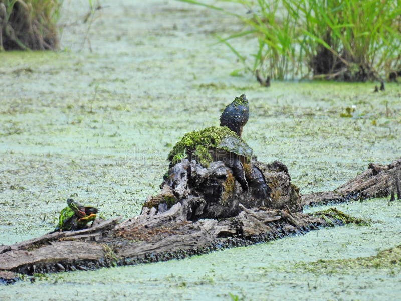 Snapping Turtle and Red Ear Slider Turtle Sunning on Swamp Driftwood ...